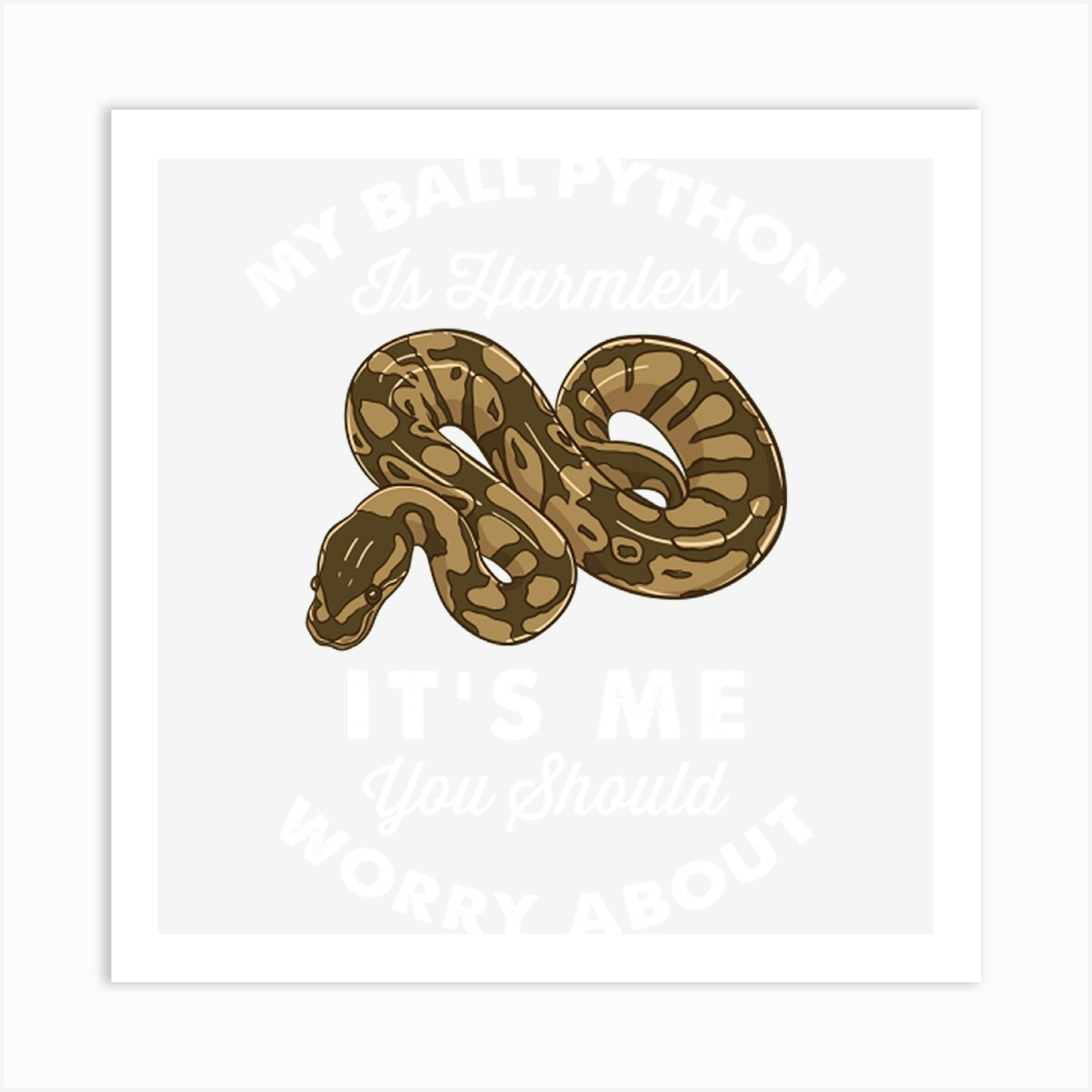 My Ball Python Is Harmless Its Me You Should Worry About For Ball ...