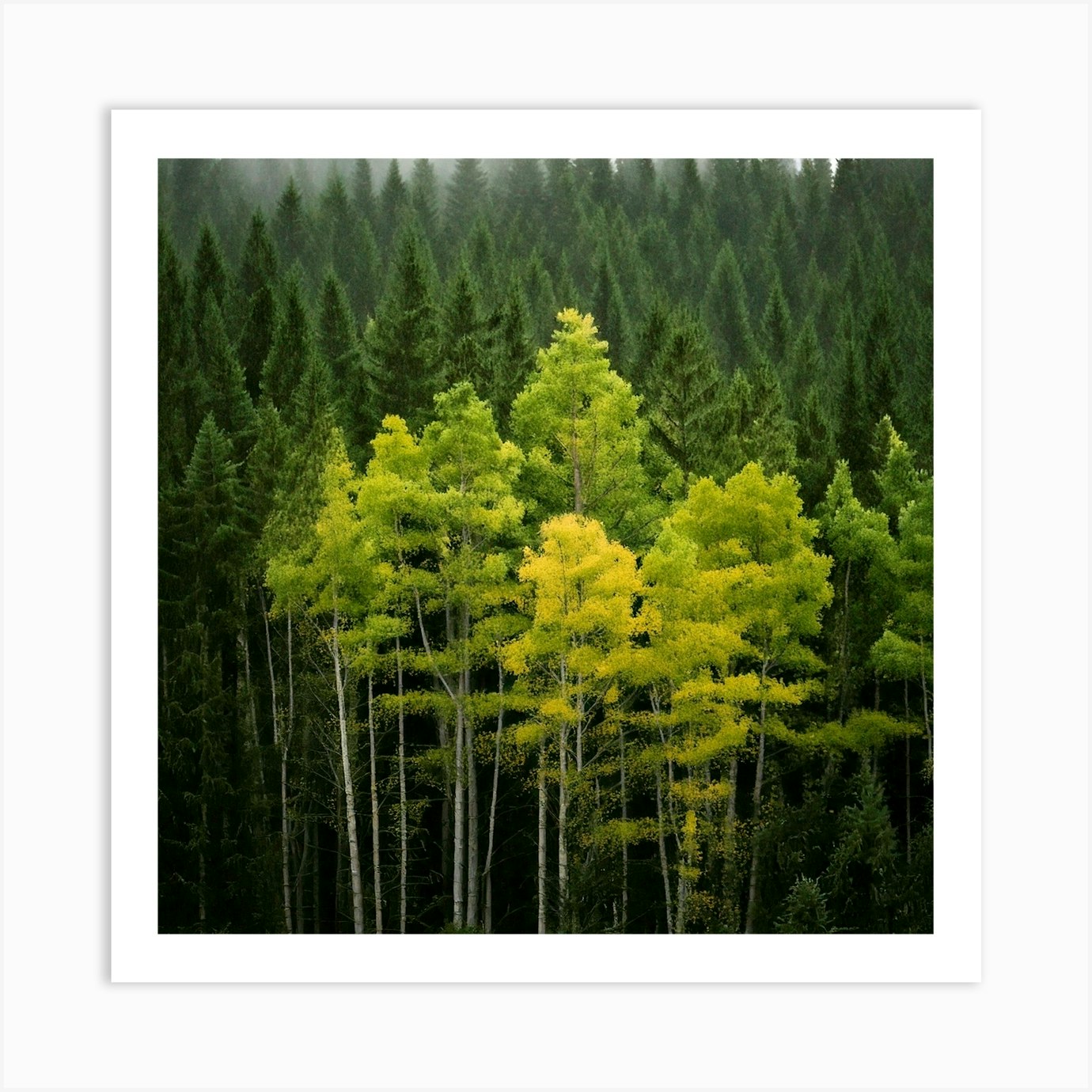 Firefly Noise Reduction Forest Reduces Noise In Low Light Or High Iso Images 1 Art Print by ...