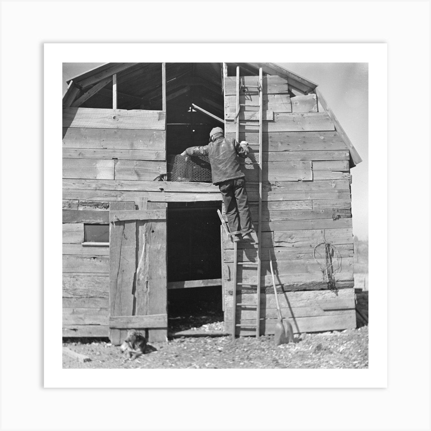 Erasty Emrich Climbing A Ladder To The Loft Of The Barn He Built Himself, Near Battle Ground ...
