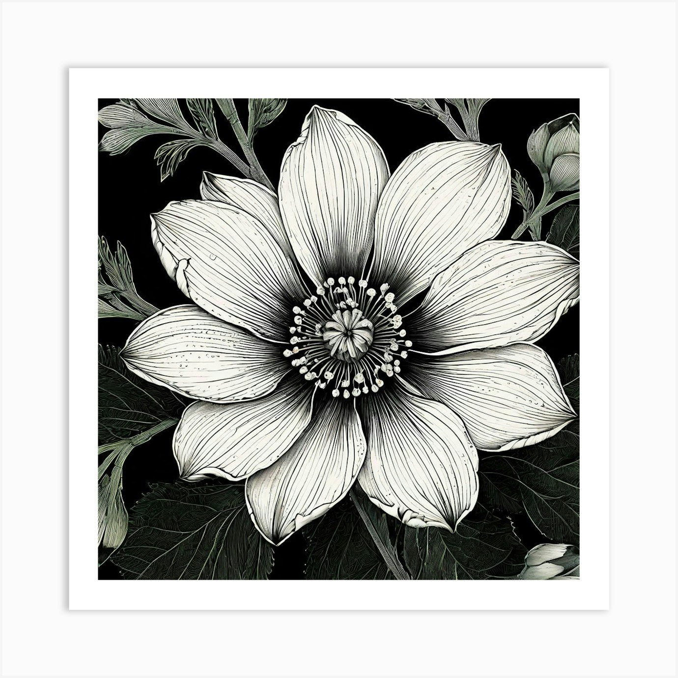 Black And White Flower, Illustrate A Close Up Of A Blooming Flower With ...