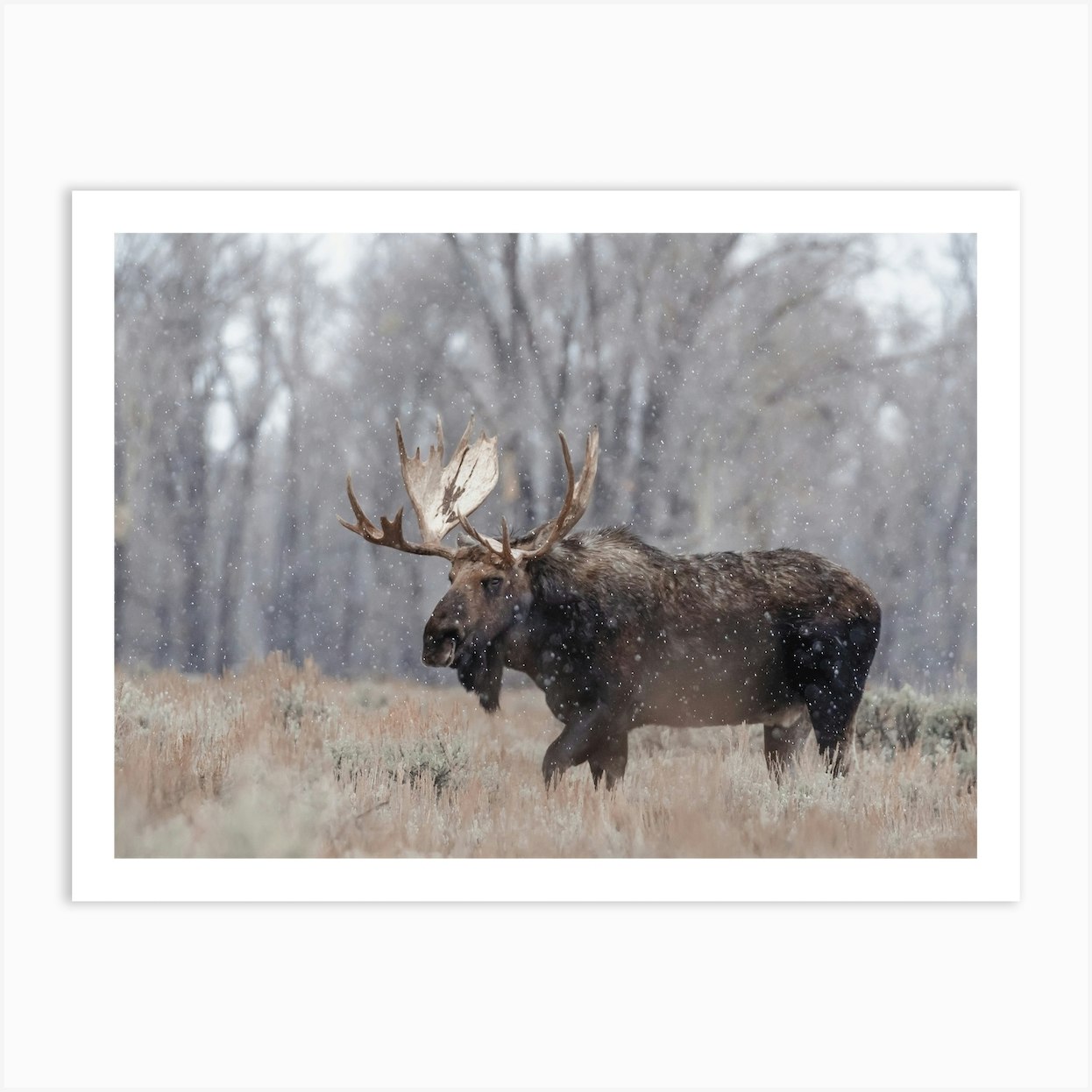 Cold Autumn Day Moose Art Print by Western Range - Fy