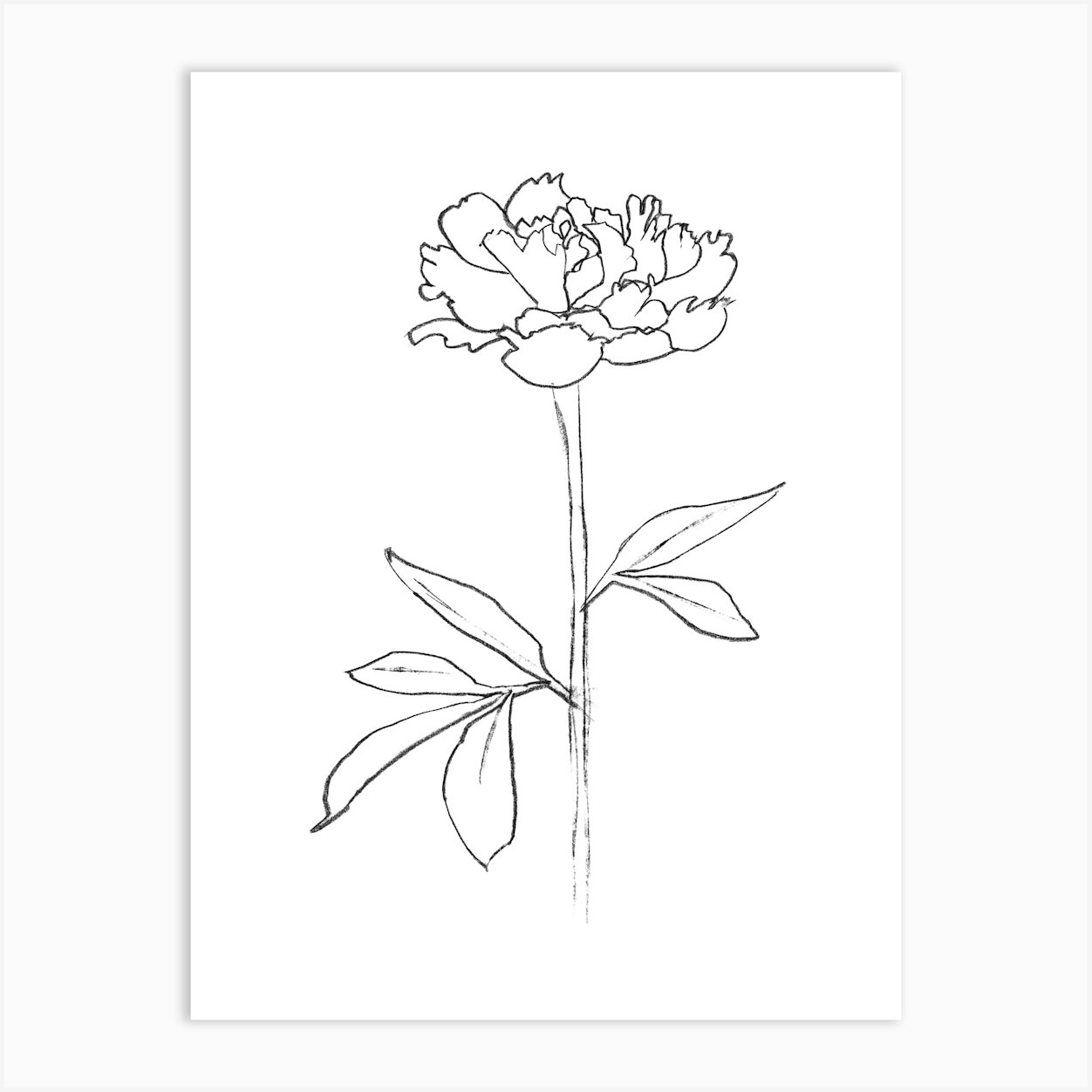 Peony Line Drawing Art Print by Gallery J9 - Fy