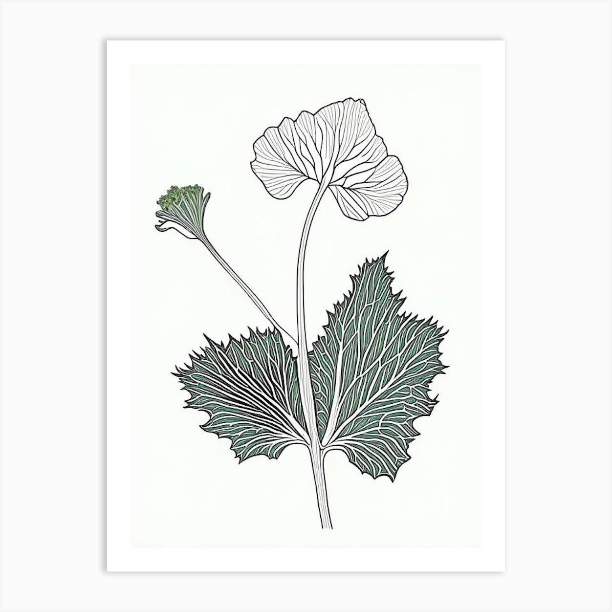 Coltsfoot Herb William Morris Inspired Line Drawing 3 Art Print by Herbaceous Hues - Fy