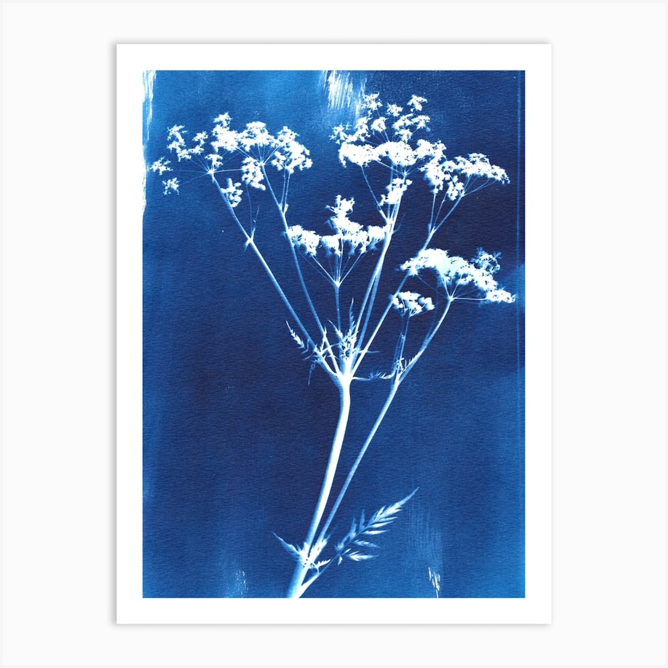 Cyanotype Wild Flower Canvas Print by Revista - Fy