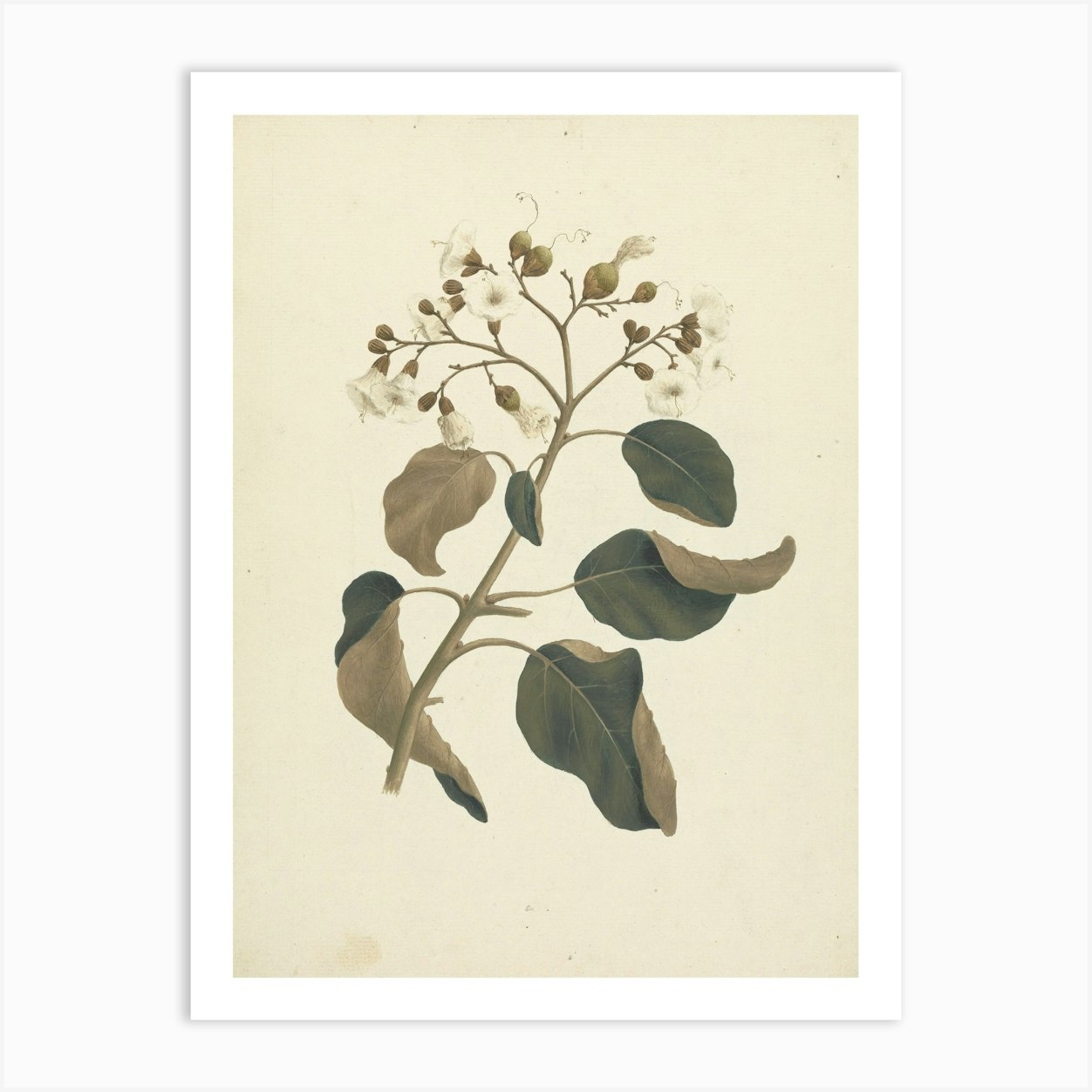 Cordia Abyssinica, Luigi Balugani Art Print by Fy! Classic Art Prints ...