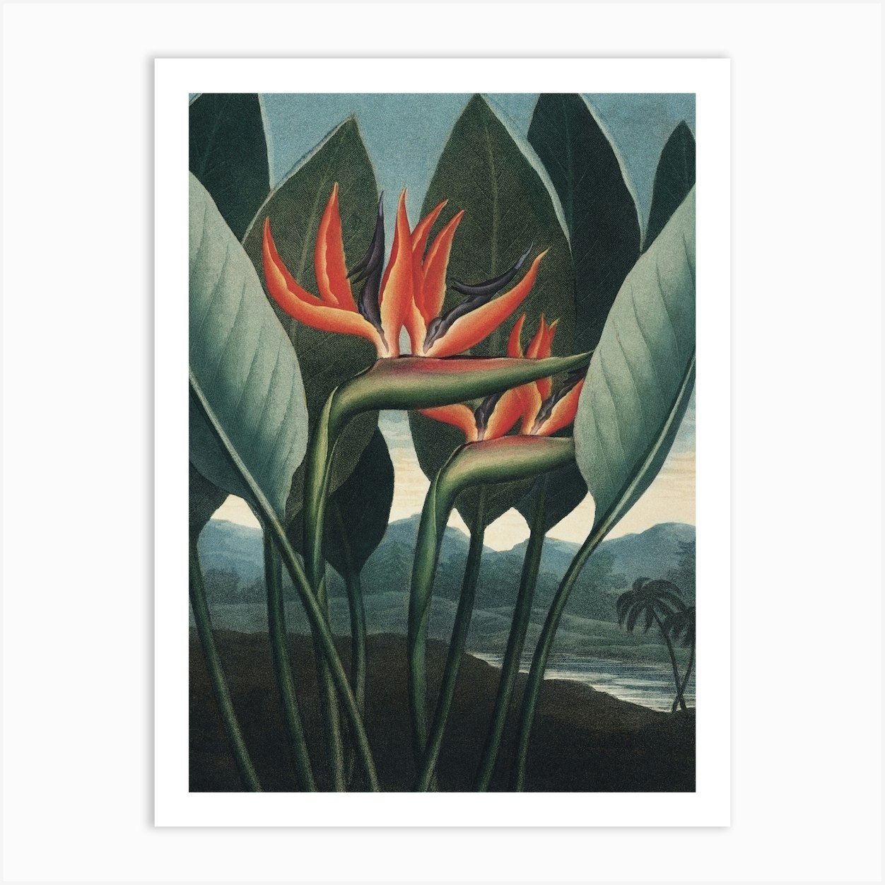 Vintage Thornton 1 The Queen Art Print by Vintage Print Collection - Fy