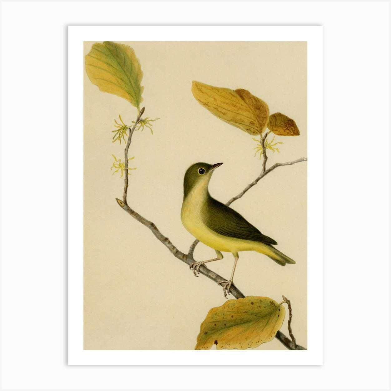 Yellow Warbler Art Print by artsprints - Fy