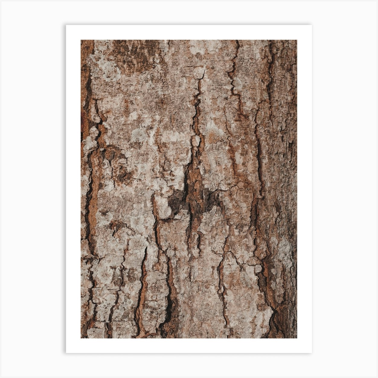 Natural Tree Bark Texture Art Print by Western Range - Fy
