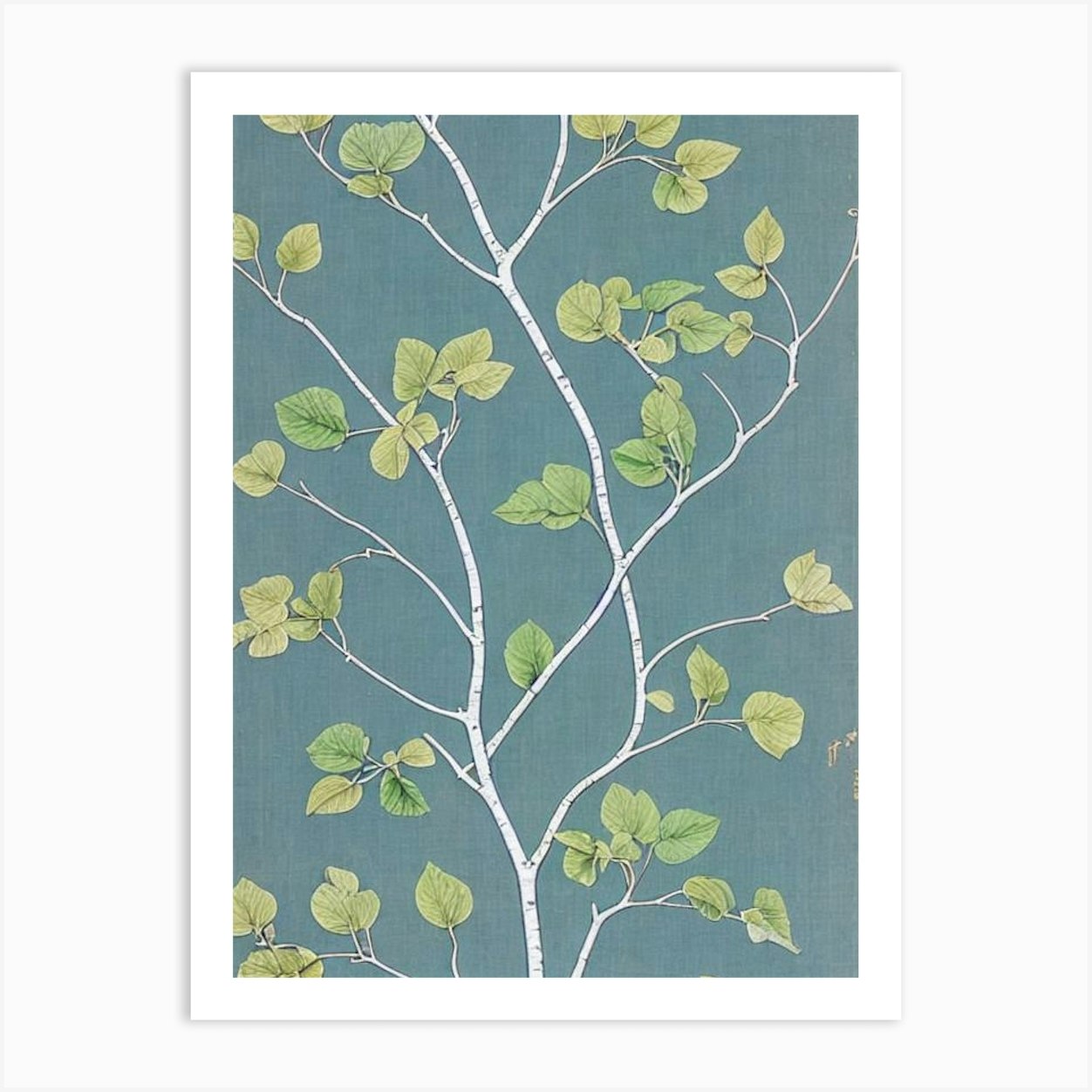 Quaking Aspen 3 Vintage Botanical Art Print by Arboreal Impressions - Fy