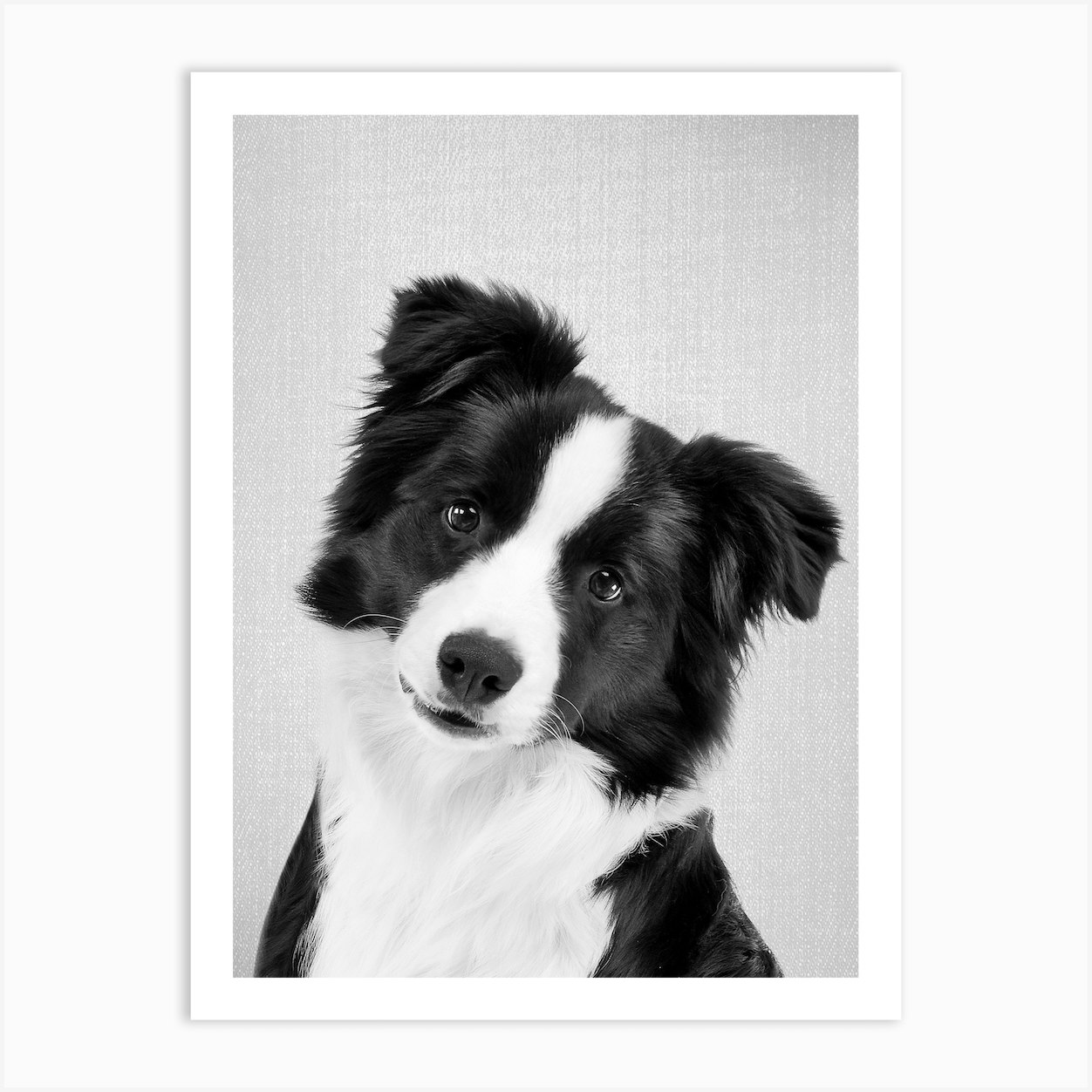 Border Collie Black And White Art Print By Gal Design Fy