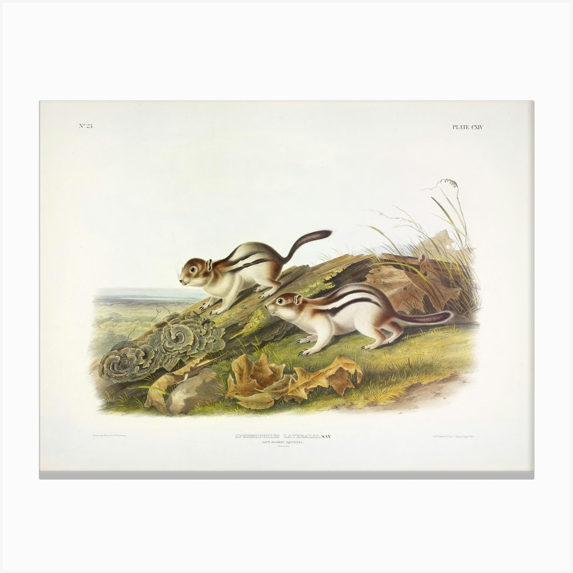 Marmot Squirrel, John James Audubon Canvas Print by Fy! Classic Art Prints and Posters - Fy