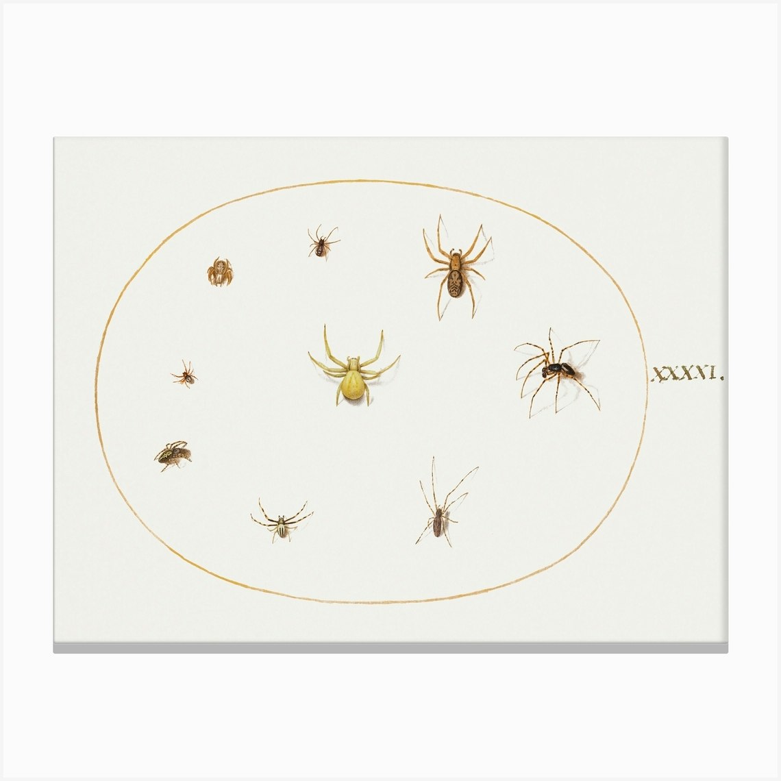 Yellow Spider Surrounded By Eight Spiders, Joris Hoefnagel Canvas Print ...