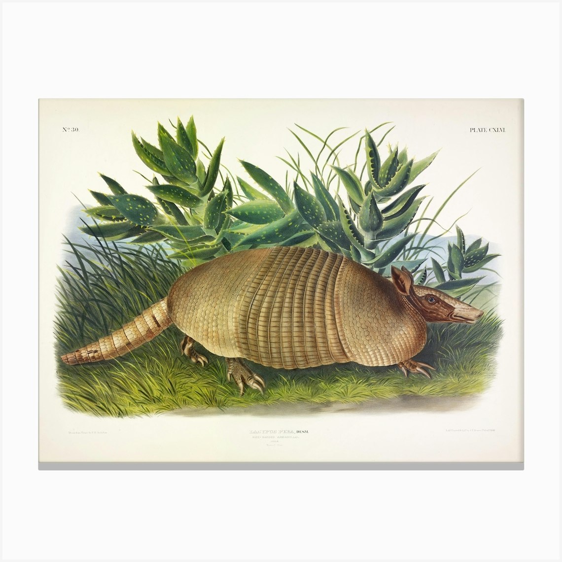 Nine Banded Armadillo, John James Audubon Canvas Print by Fy! Classic Art Prints and Posters - Fy