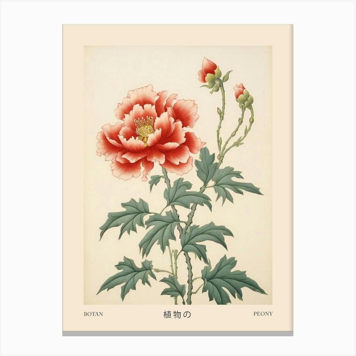 Botan Peony 4 Vintage Japanese Botanical Poster Canvas Print by Botanic ...