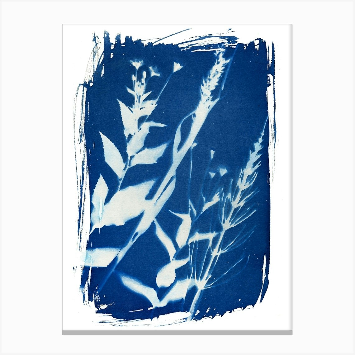 Vintage Botanical Plant Life Cyanotype Canvas Print by Kim Hubball ...