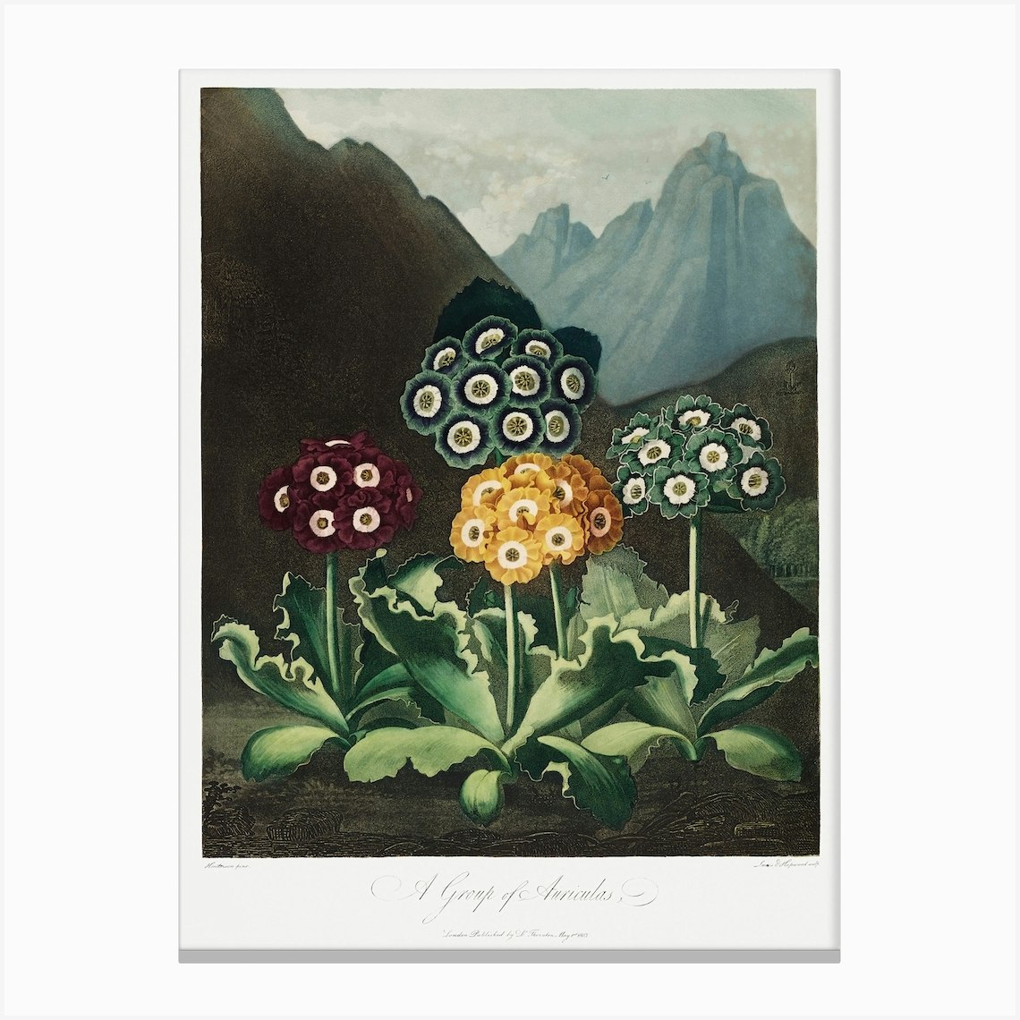 A Group Of Auriculas From The Temple Of Flora (1807), Robert John Thornton Canvas Print by Fy ...