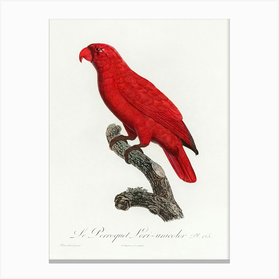The Cardinal Lory From Natural History Of Parrots, Francois Levaillant ...