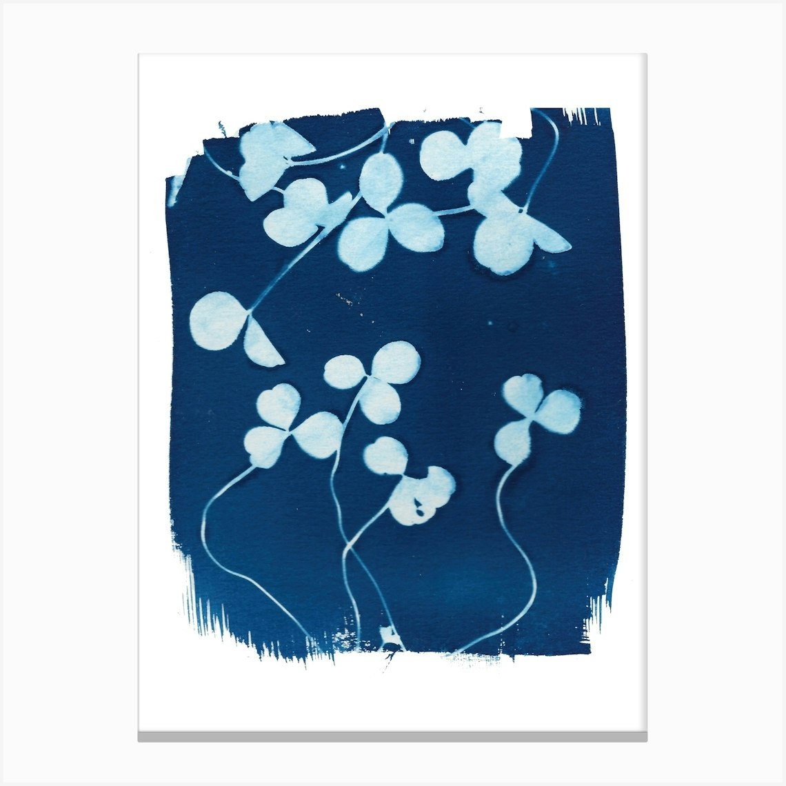 Clover Botanical Cyanotype Blue Canvas Print by Kim Hubball Studio - Fy