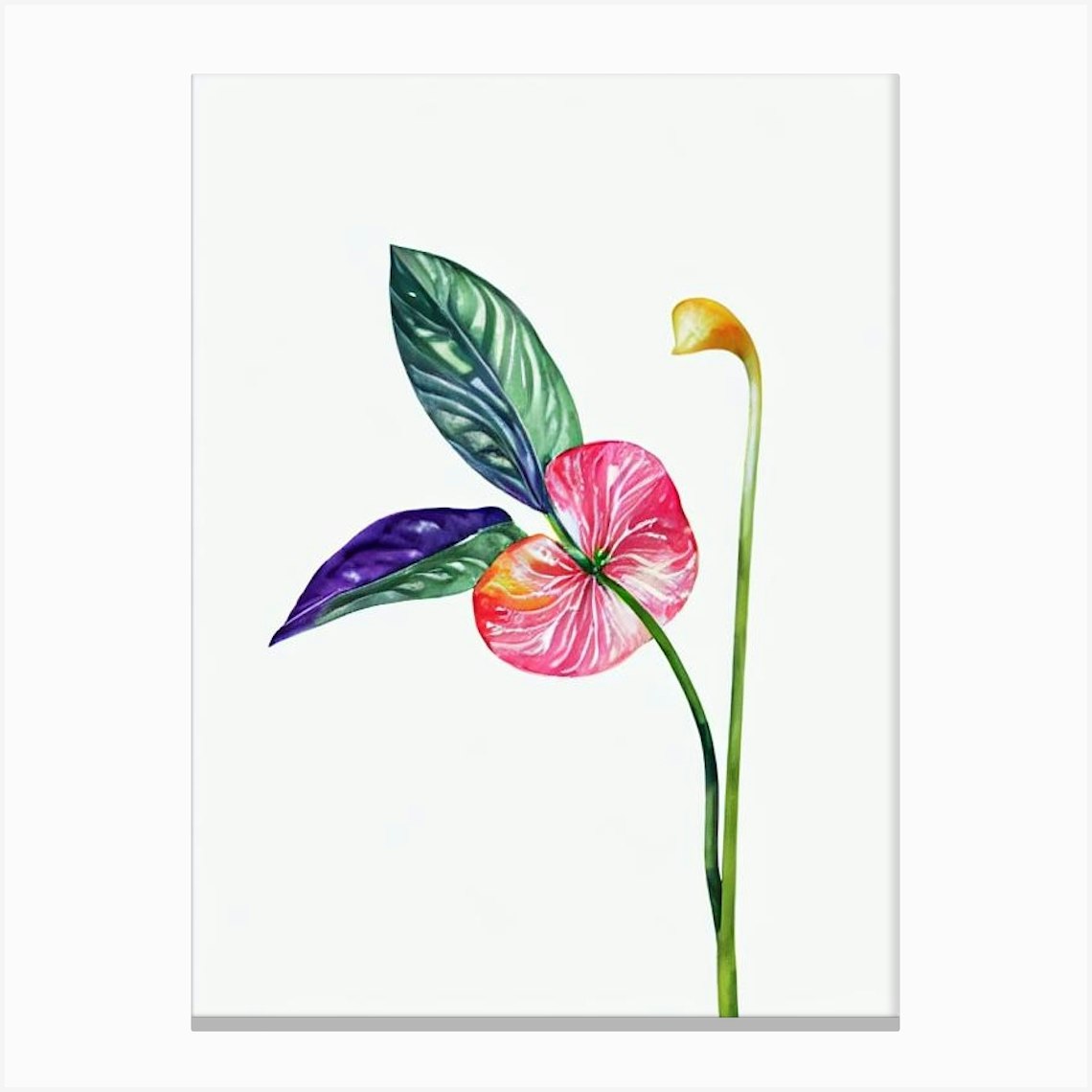Anthurium Watercolour Flower Canvas Print by The Artsy Florist - Fy