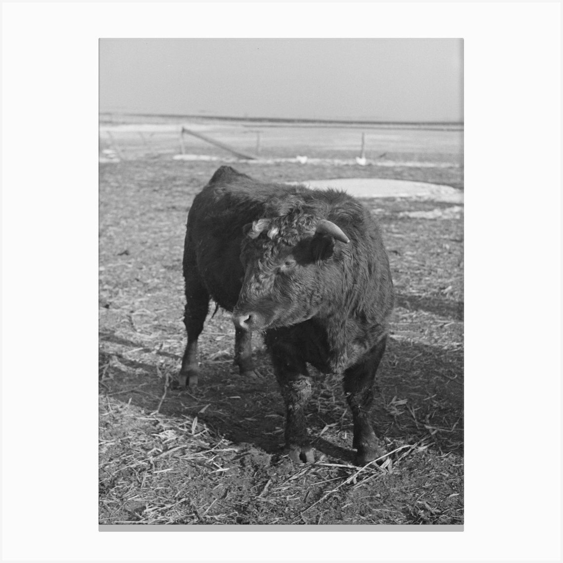 Untitled Photo Possibly Related To Part Of Shorthorn Cattle Herd