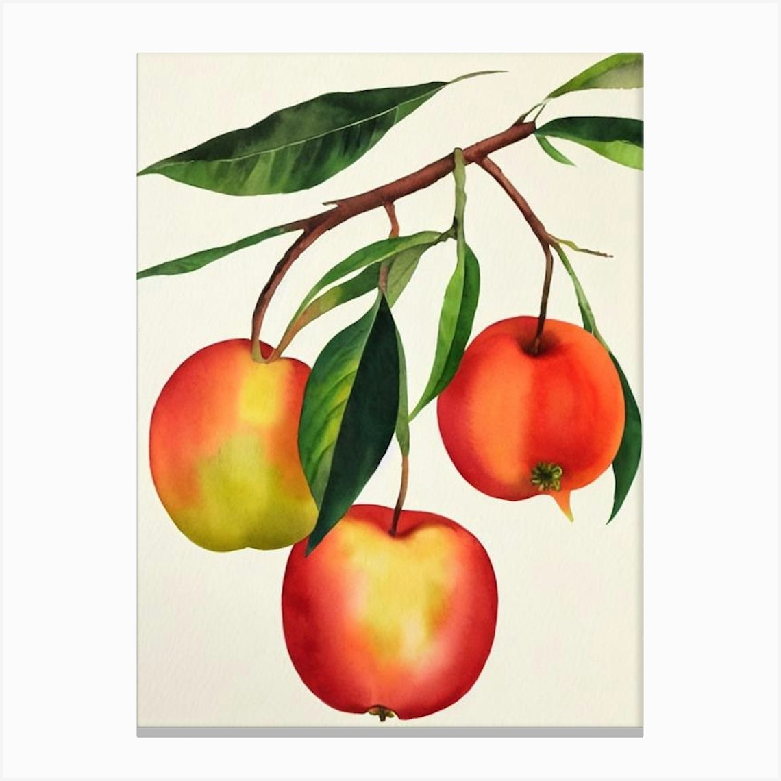 Star Apple Watercolour Fruit Painting Fruit Canvas Print by The ...