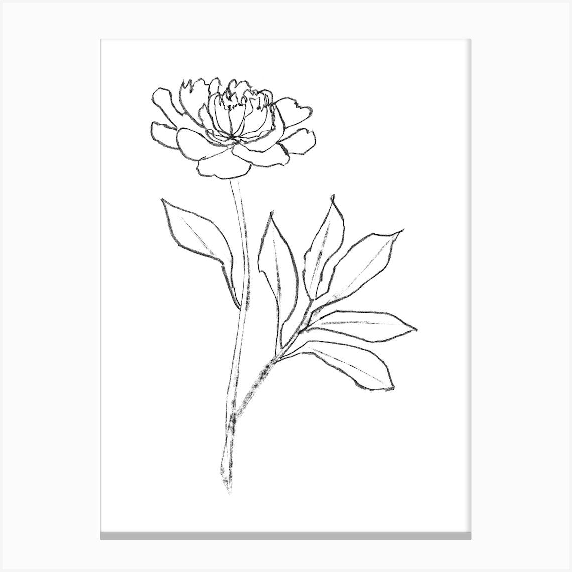 Peony Charcoal Line Drawing Canvas Print by Gallery J9 - Fy