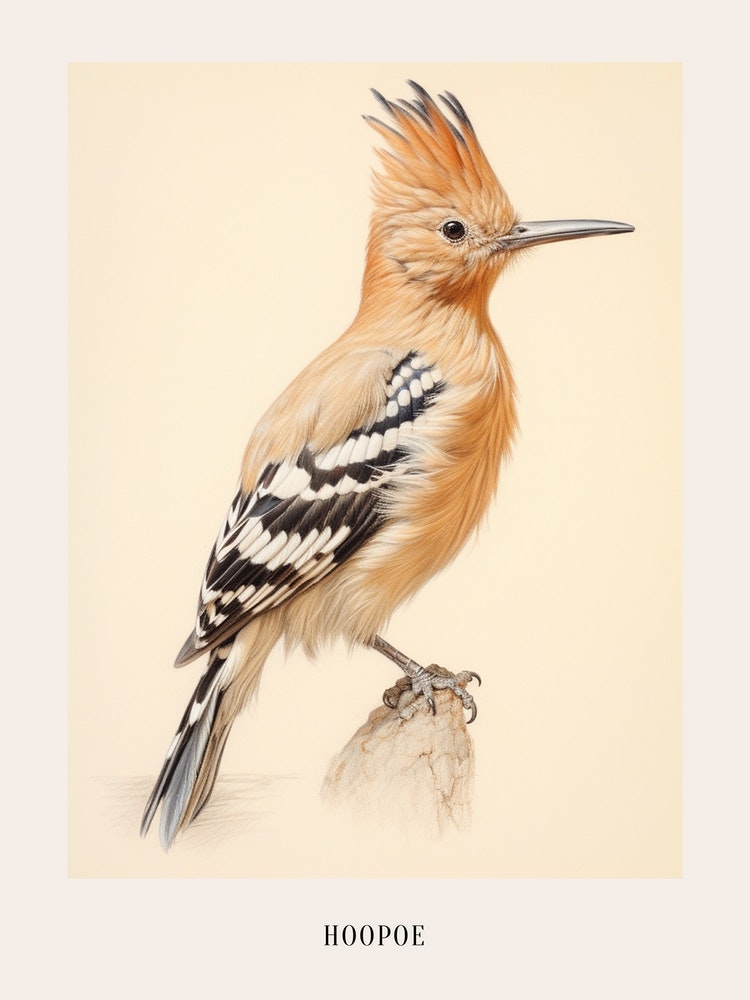 Vintage Bird Drawing Hoopoe 1 Poster Art Print by Feathered Muse - Fy